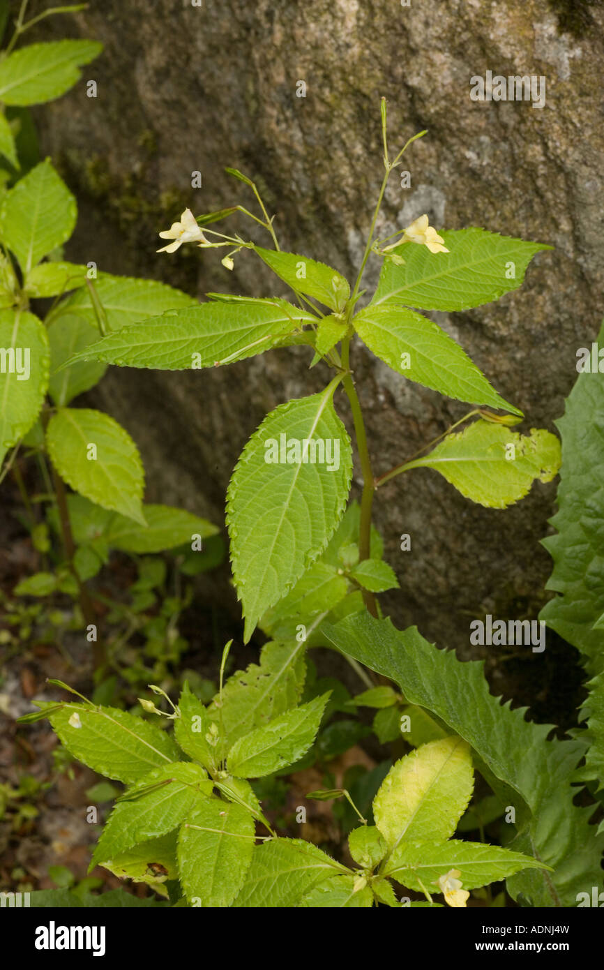 Small balsam, Impatiens parviflora Rare in UK Stock Photo - Alamy