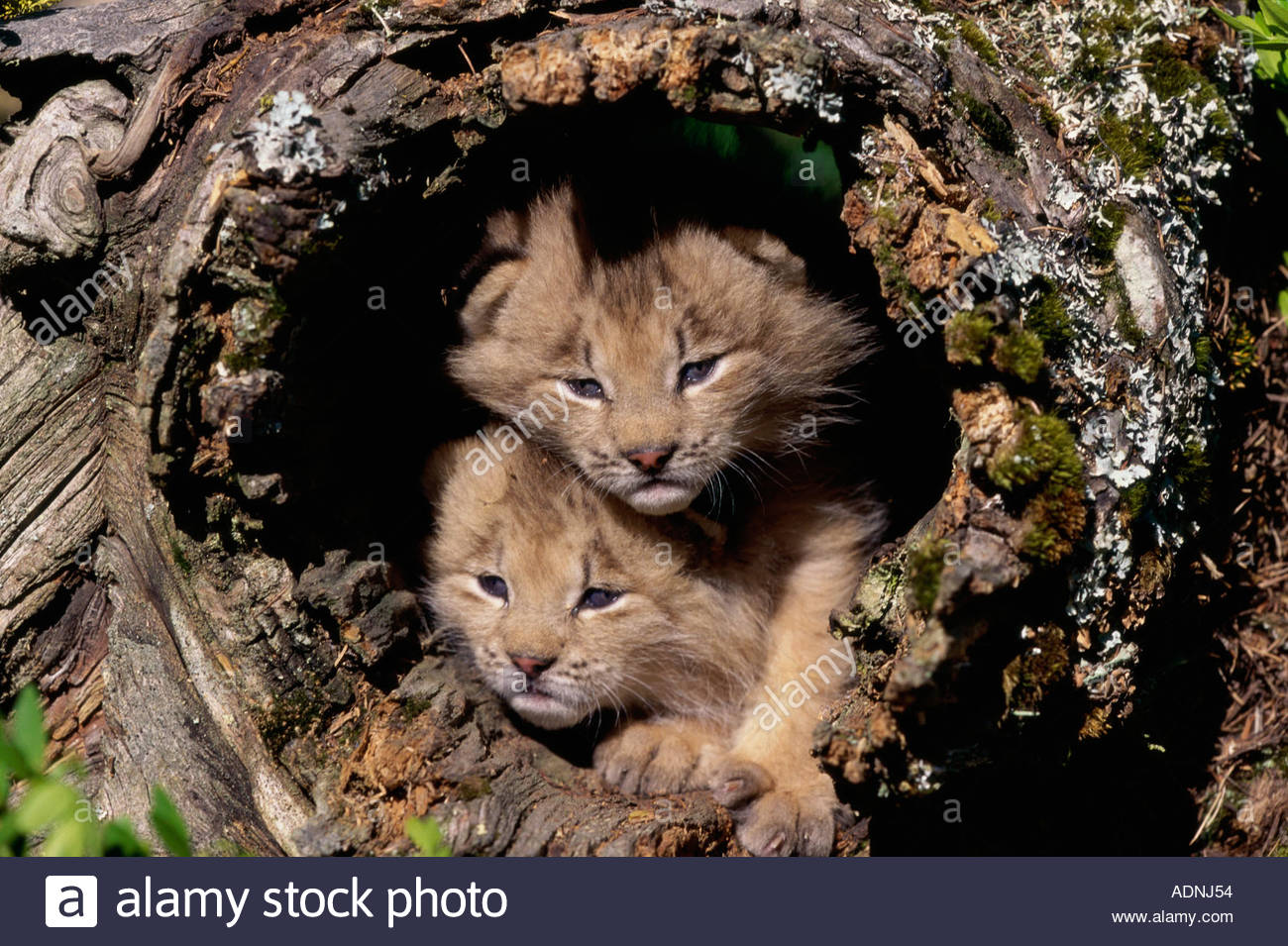 Sitting In A Hollow Of A Tree Trunk Stock Photos & Sitting In A Hollow ...