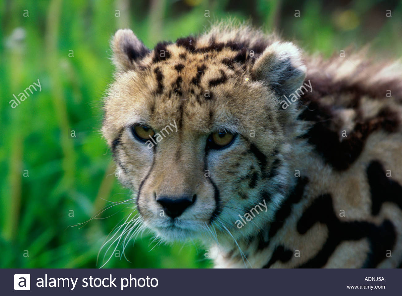 King Cheetah Stock Photos & King Cheetah Stock Images - Alamy