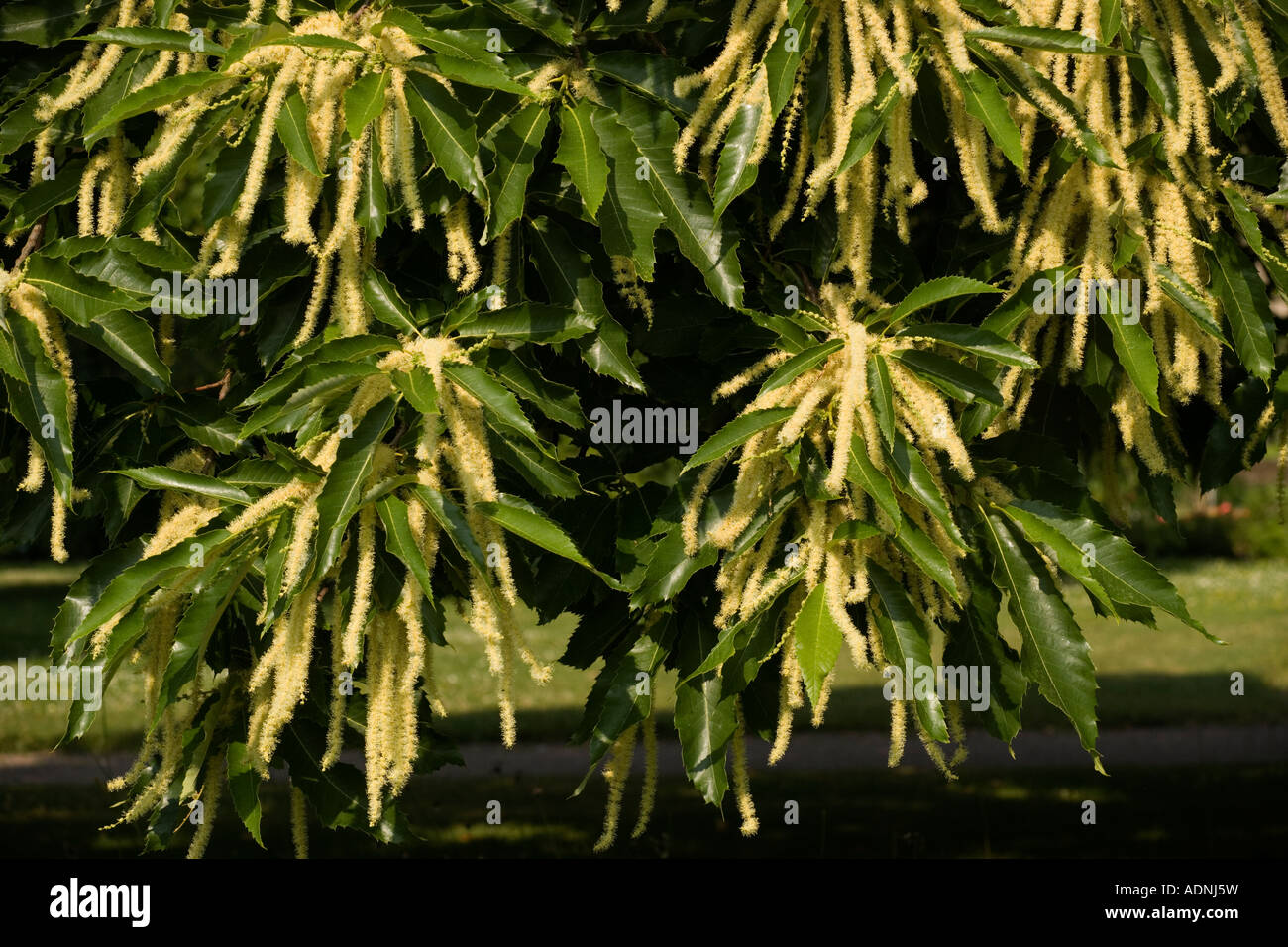Sweet chesnut in flower male catkins Castanea sativa South Europe Stock ...