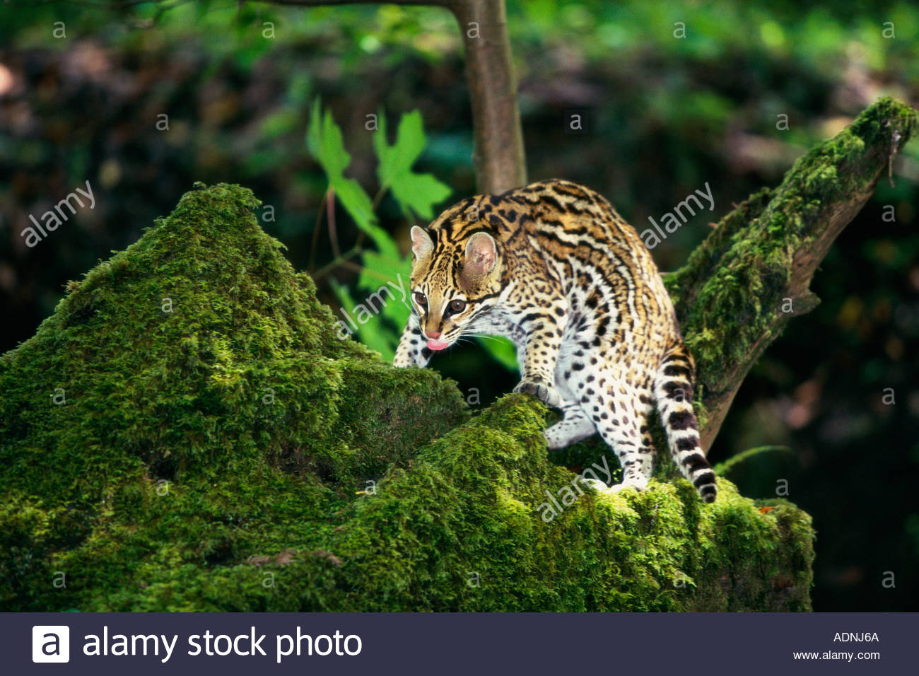 Ocelot Tree Stock Photos & Ocelot Tree Stock Images - Alamy