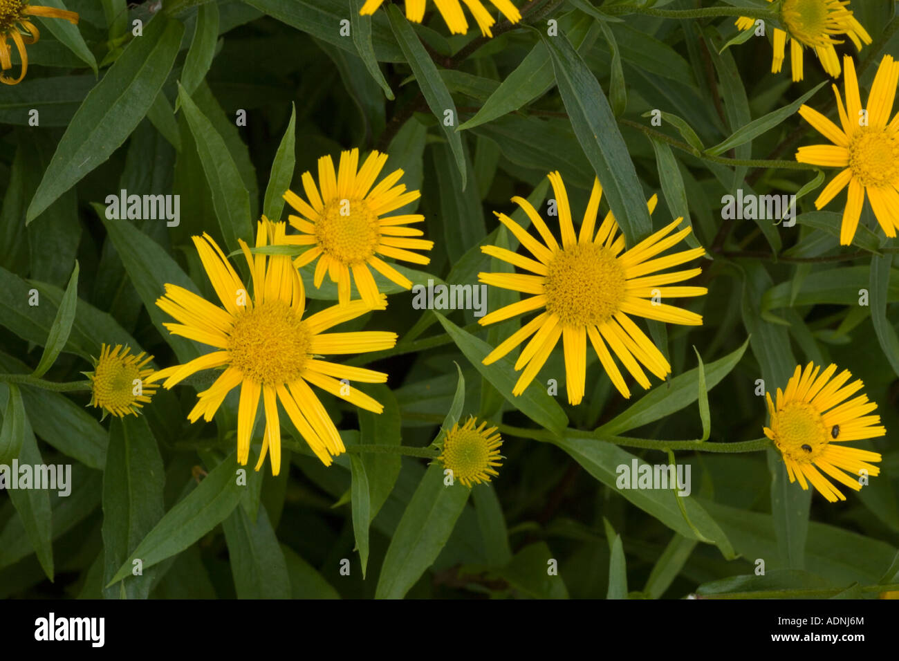 Yellow ox eye, Buphthalmum salicifolium, Alps Stock Photo - Alamy