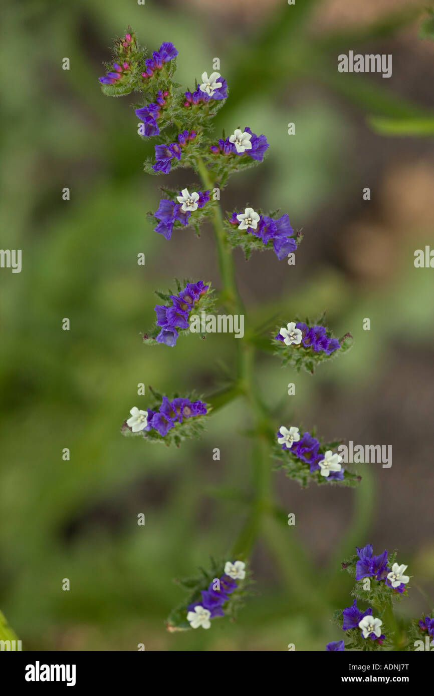 Ornamental sea lavender limonium sinuatum hi-res stock photography and ...