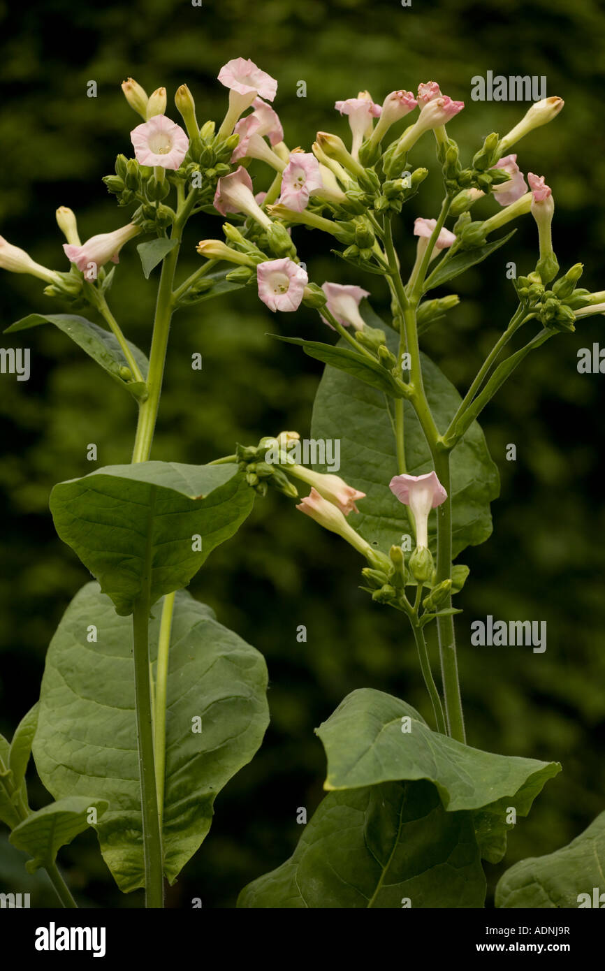 Tobacco plant, Nicotiana tabacum widespread crop Stock Photo - Alamy