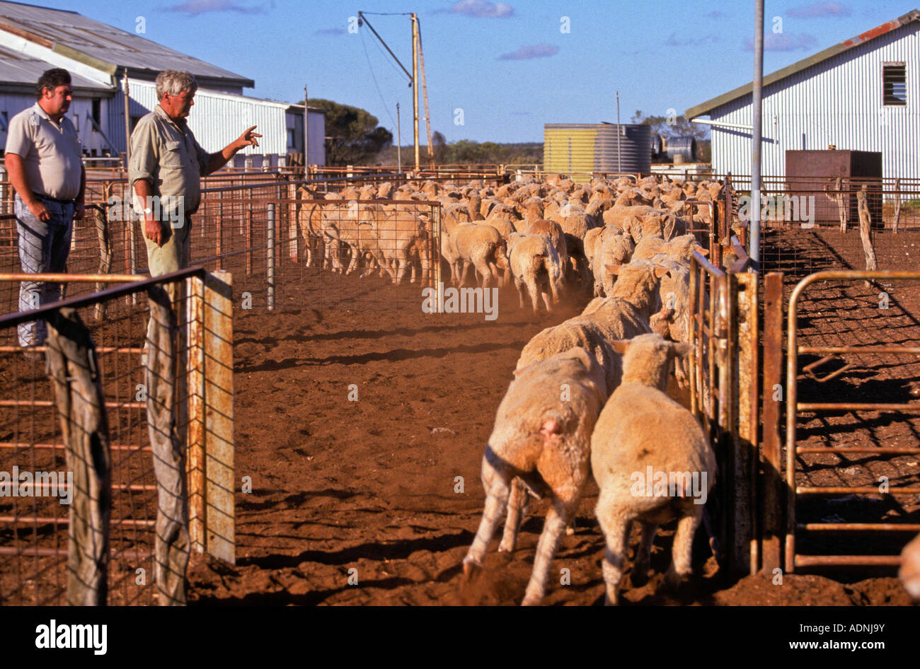 Drafting sheep [South Australia] Stock Photo - Alamy