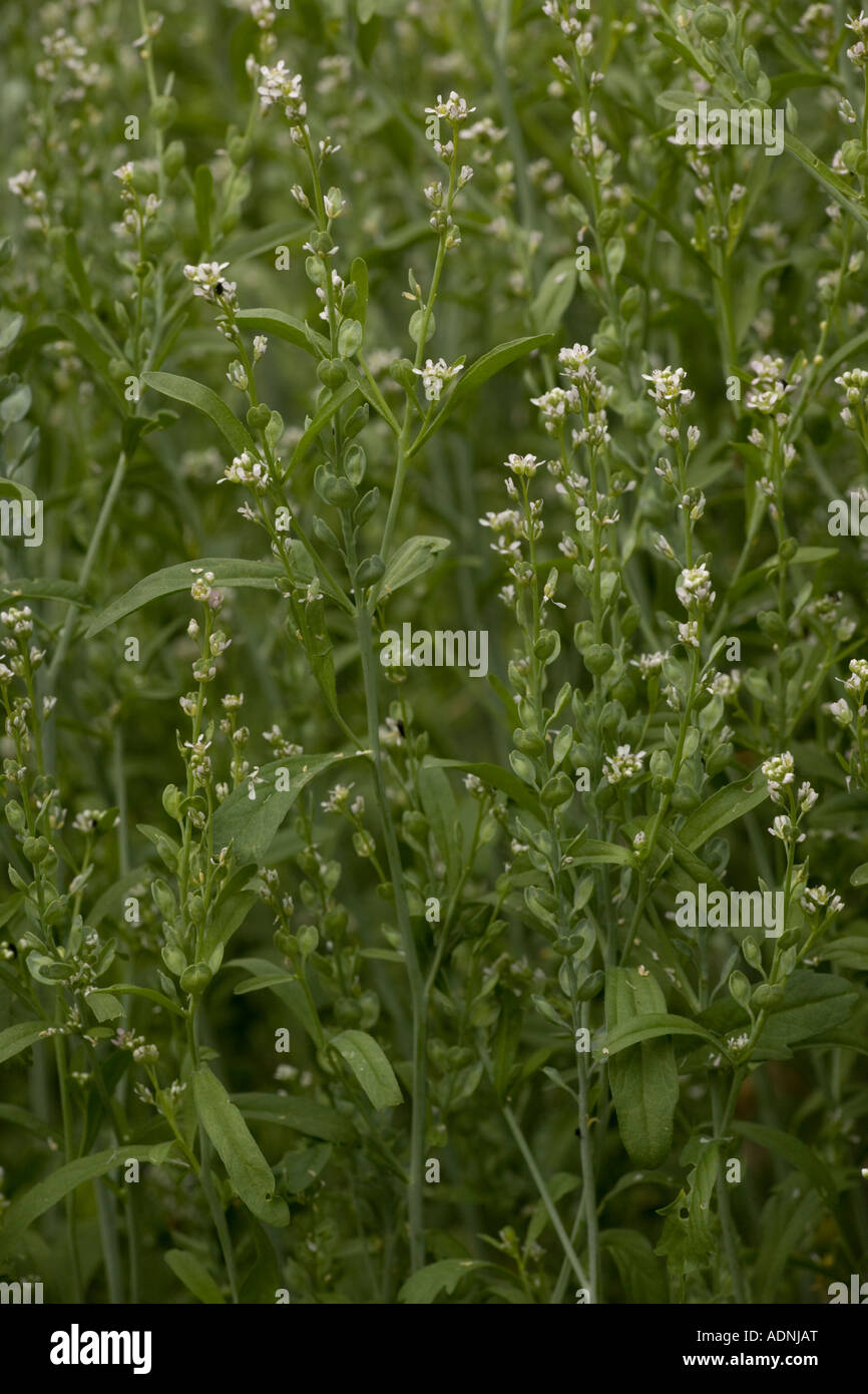 Garden cress, Lepidum sativum, in flower Common crop Stock Photo - Alamy