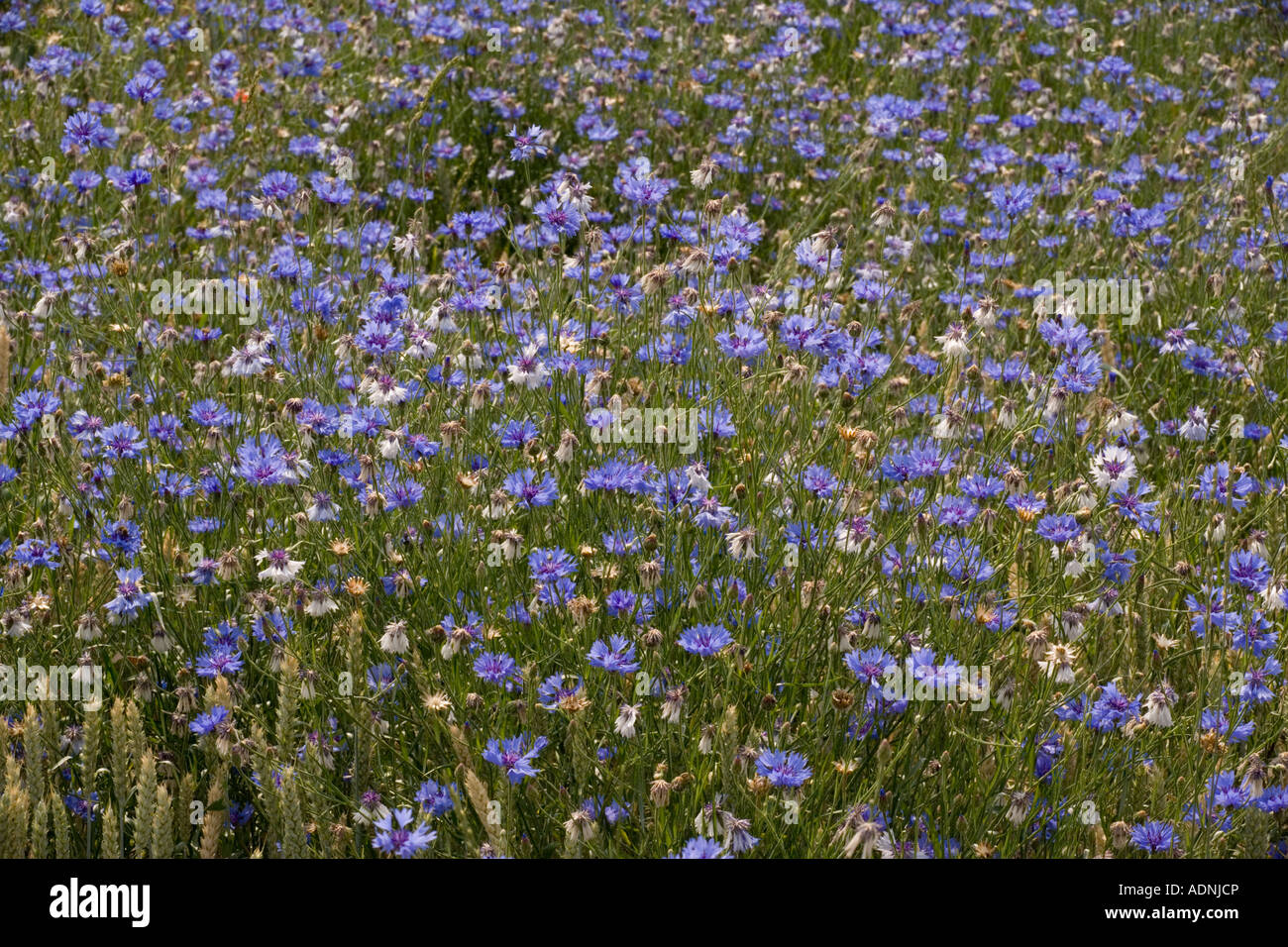 Cornflowers Centaurea cyanus as a weed in a cornfield Sweden Stock ...