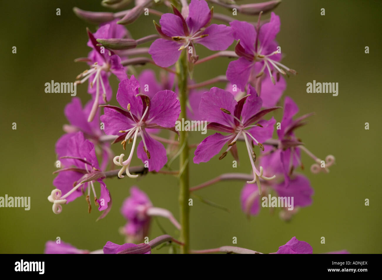 Rosebay willow herb or fireweed Chamerion angustifolium Chamaenerion Widespread Stock Photo - Alamy