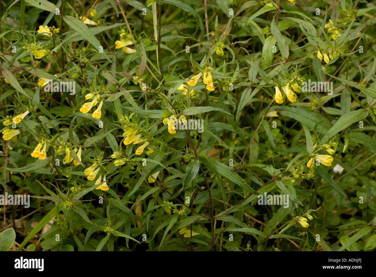 Common cow wheat Melampyrum pratense in woodland Devon Stock Photo - Alamy