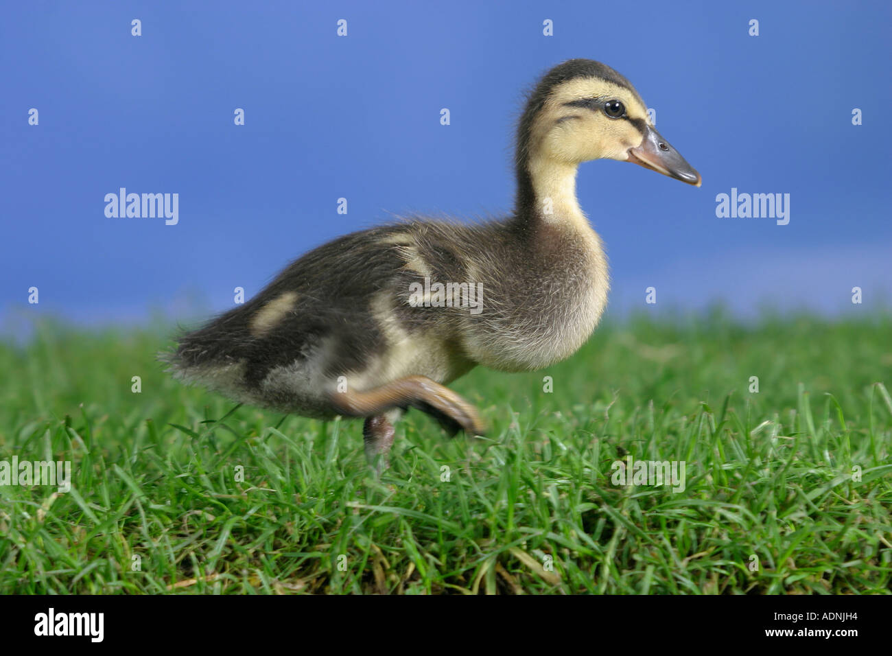 Side of duck hi-res stock photography and images - Alamy