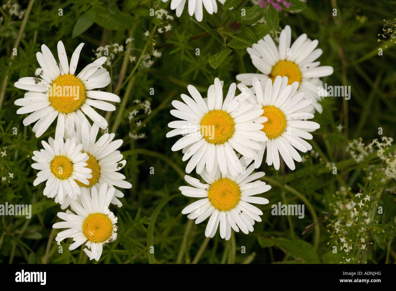 Ox eye daisies, Leucanthemum vulgare, Chrysanthemum vulgare, Widespread ...