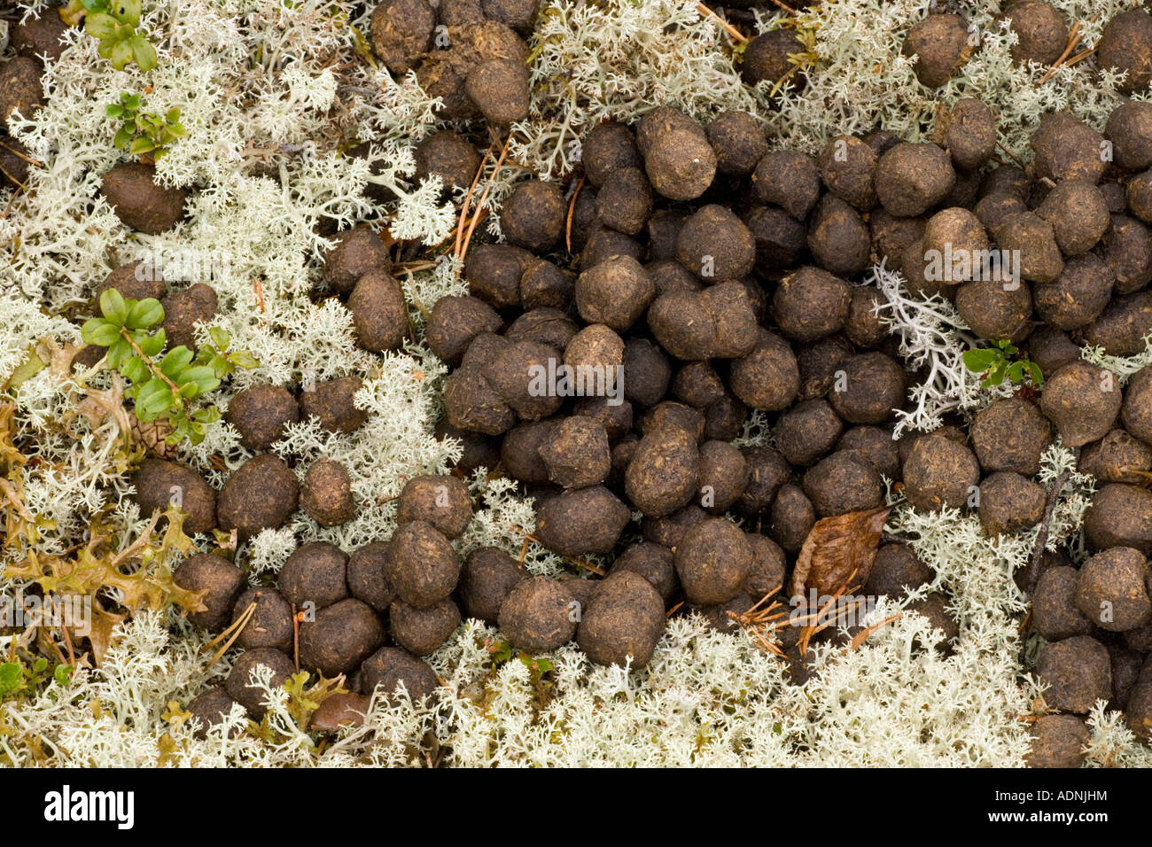 Elk Droppings