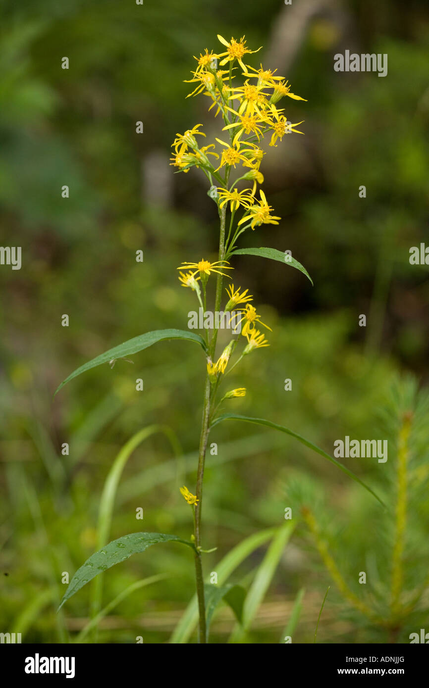 Yellow flowering golden rod hi-res stock photography and images - Alamy