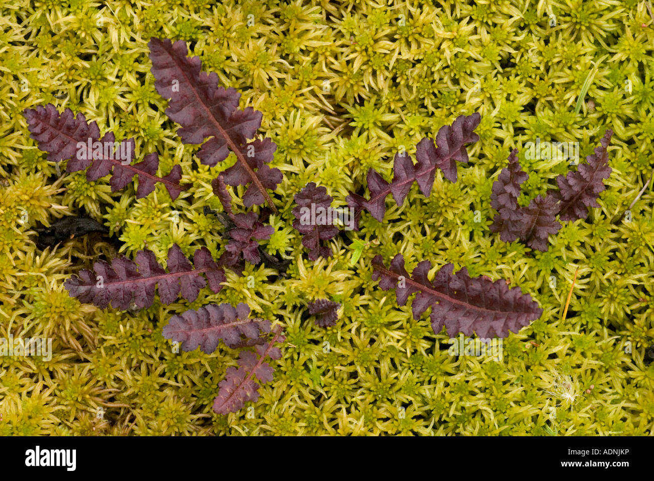 Pedicularis sceptrum carolinae hi-res stock photography and images - Alamy