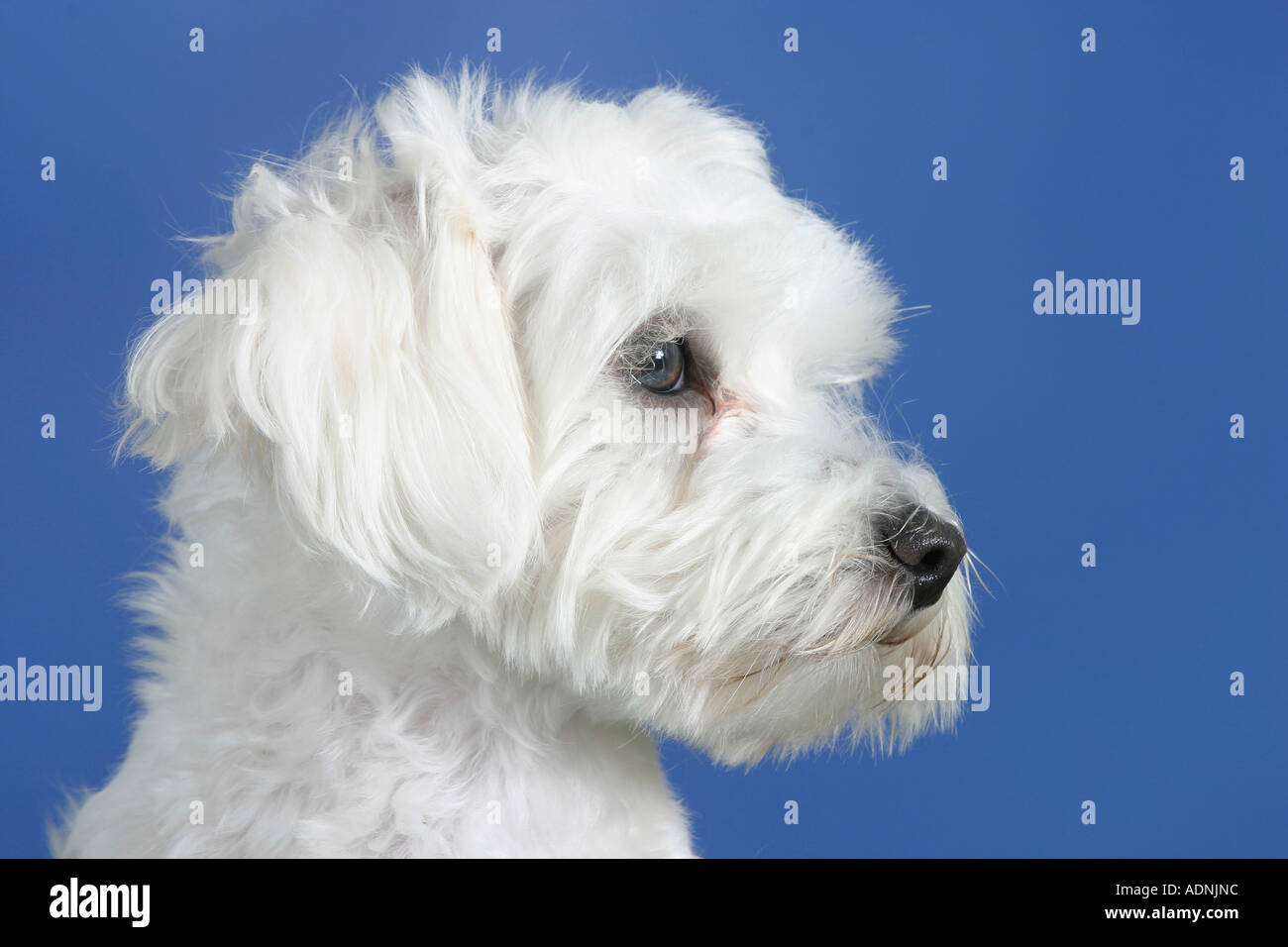 Maltese profile side hi-res stock photography and images - Alamy