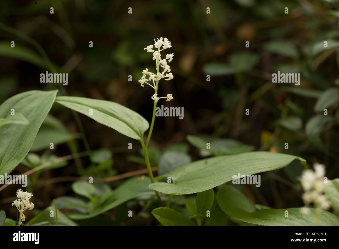 May lily maianthemum bifolium hi-res stock photography and images - Alamy