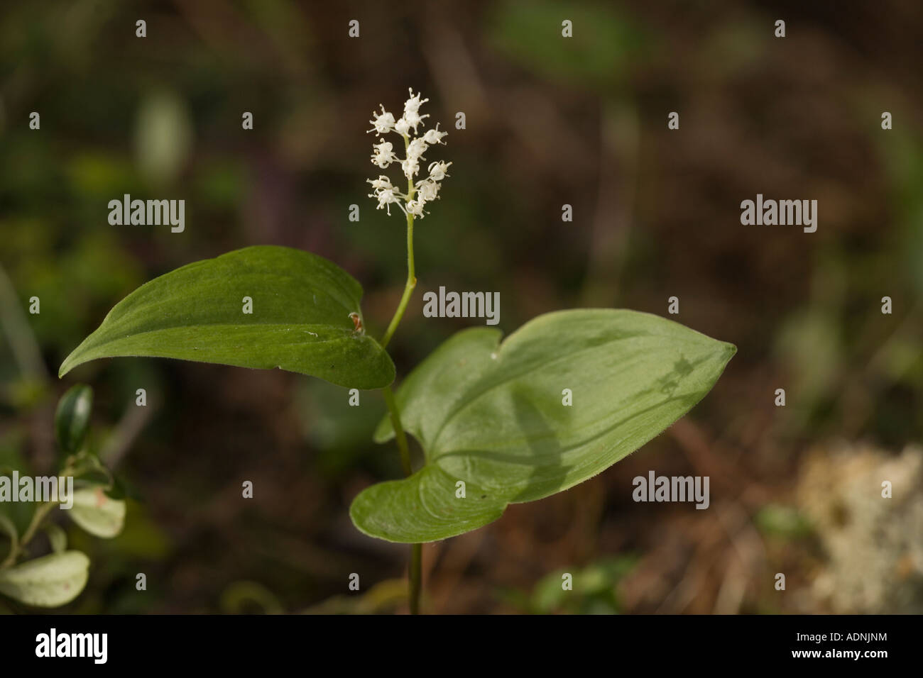 May lily Maianthemum bifolium in flower in woodland Rare in north UK ...