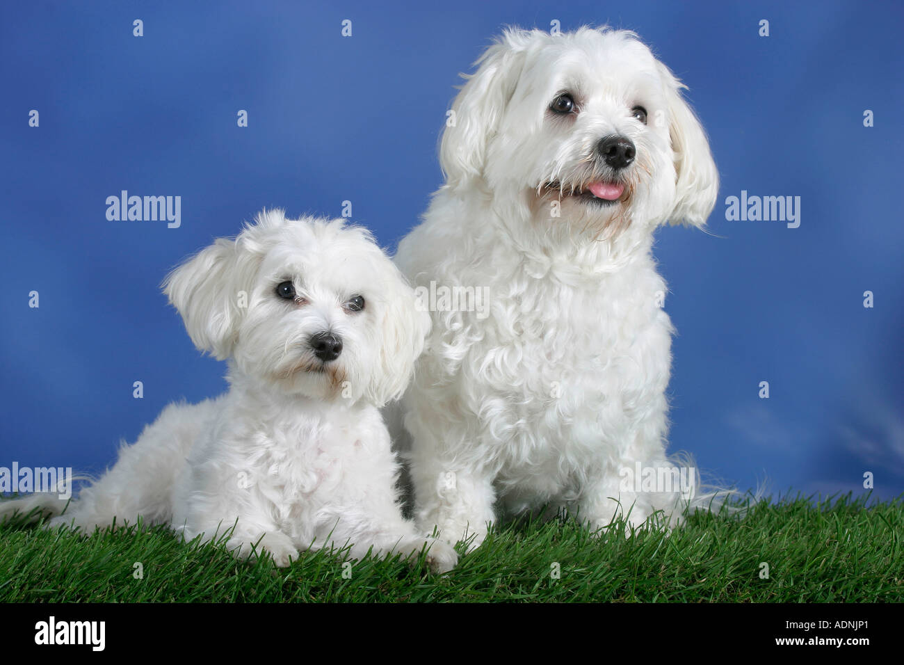 Two white maltese dogs dog hi-res stock photography and images - Alamy