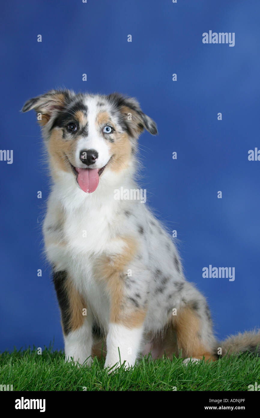 Mini Australian Shepherd Blue Eyes Puppy