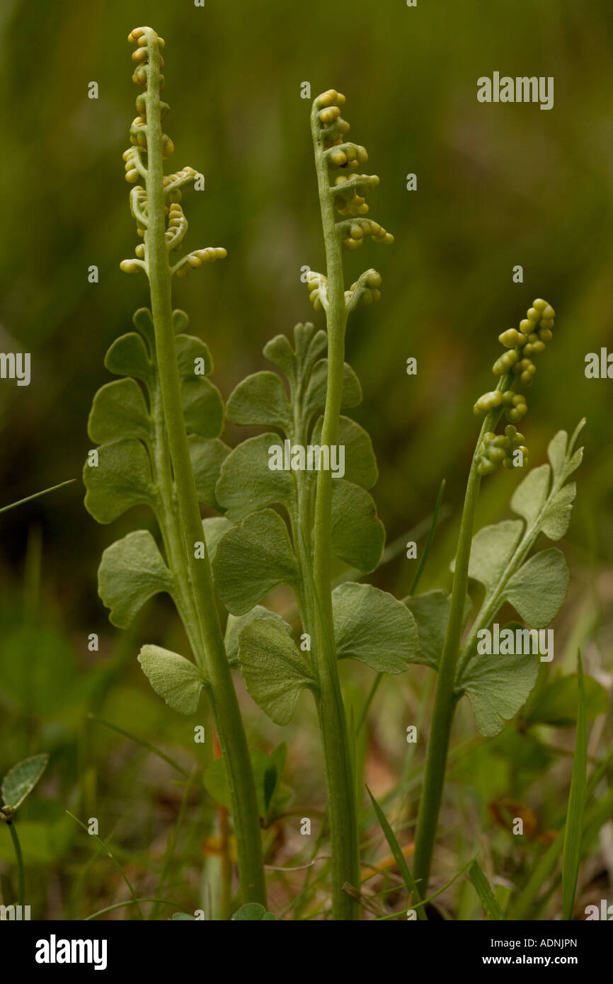 Moonwort Botrychium Lunaria Stock Photos & Moonwort Botrychium Lunaria ...