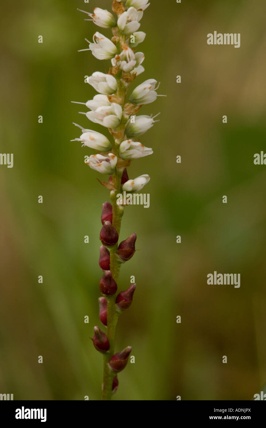 Alpine bistort Polygonum vivipara in flower with bulbils below flowers ...