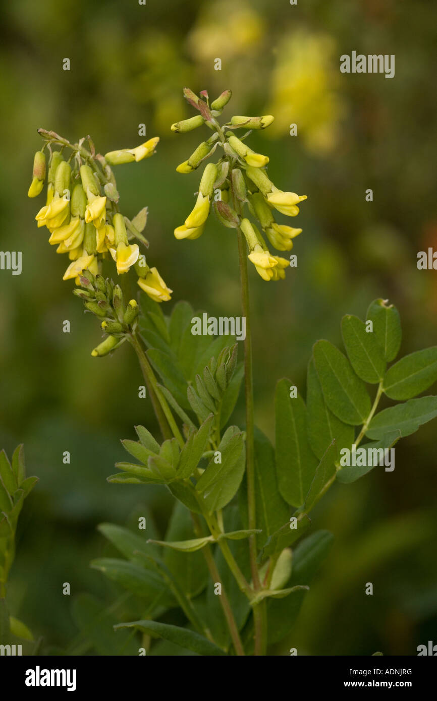 Alpine milkvetch hi-res stock photography and images - Alamy