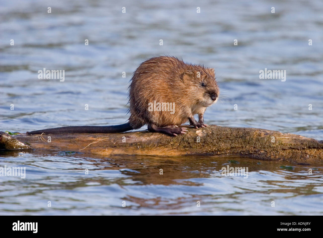 Common Muskrat Ondatra zibethicus International Peace Park Boissevain ...