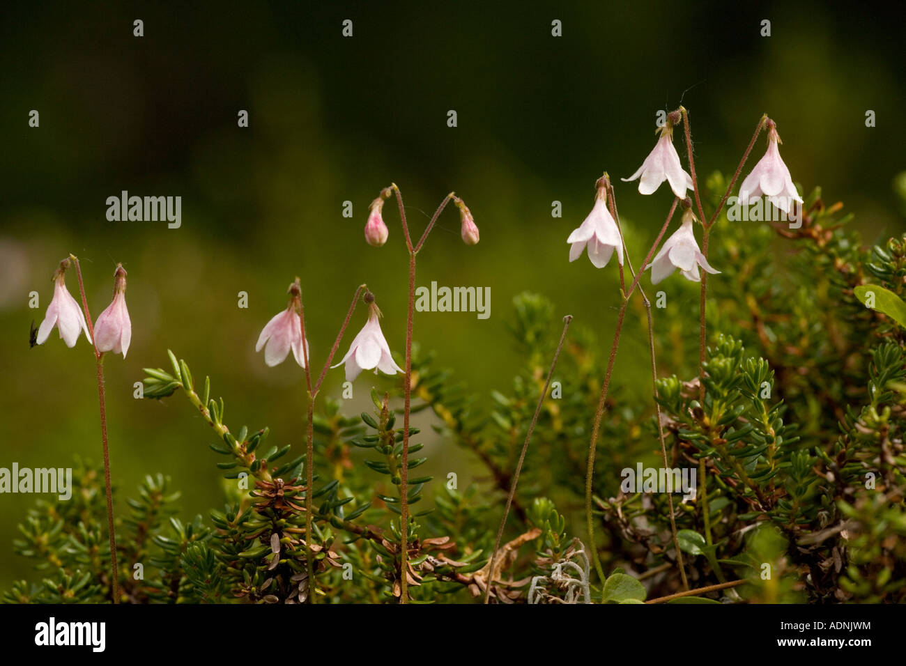 Carl linnaeus plant hi-res stock photography and images - Alamy