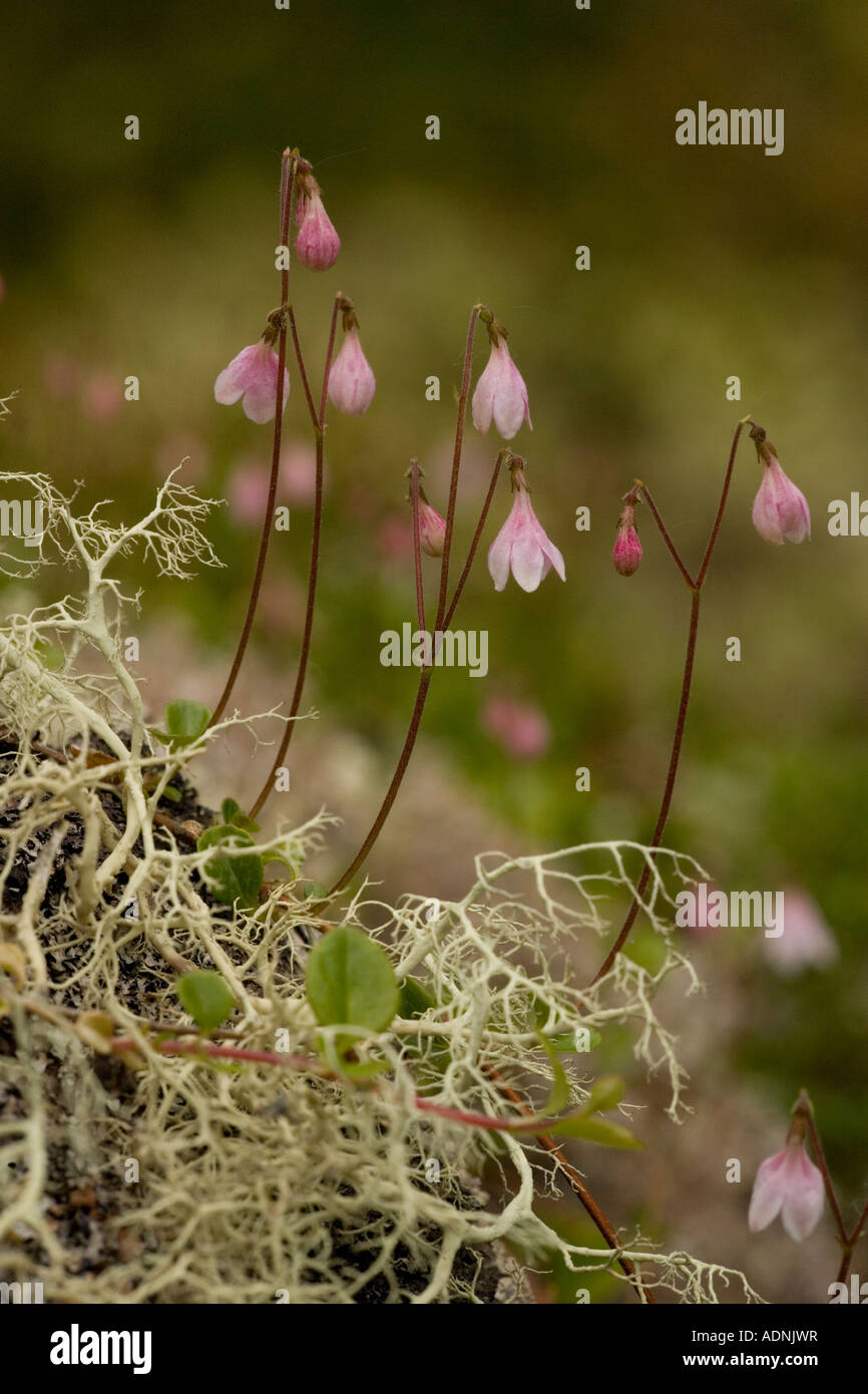 Twin flower Linnaea borealis Very rare in UK Said to be Linnaeus ...