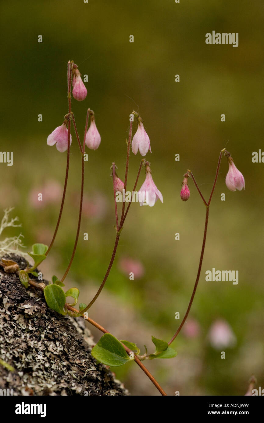 Carl linnaeus plant hi-res stock photography and images - Alamy