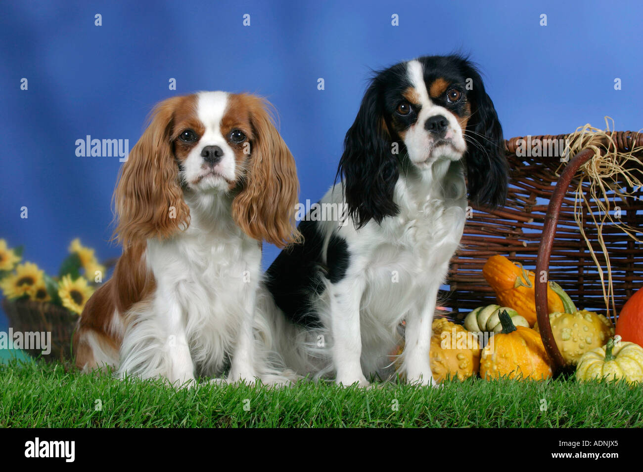 Cavalier King Charles Spaniel, Blenheim and tricolor Stock Photo - Alamy