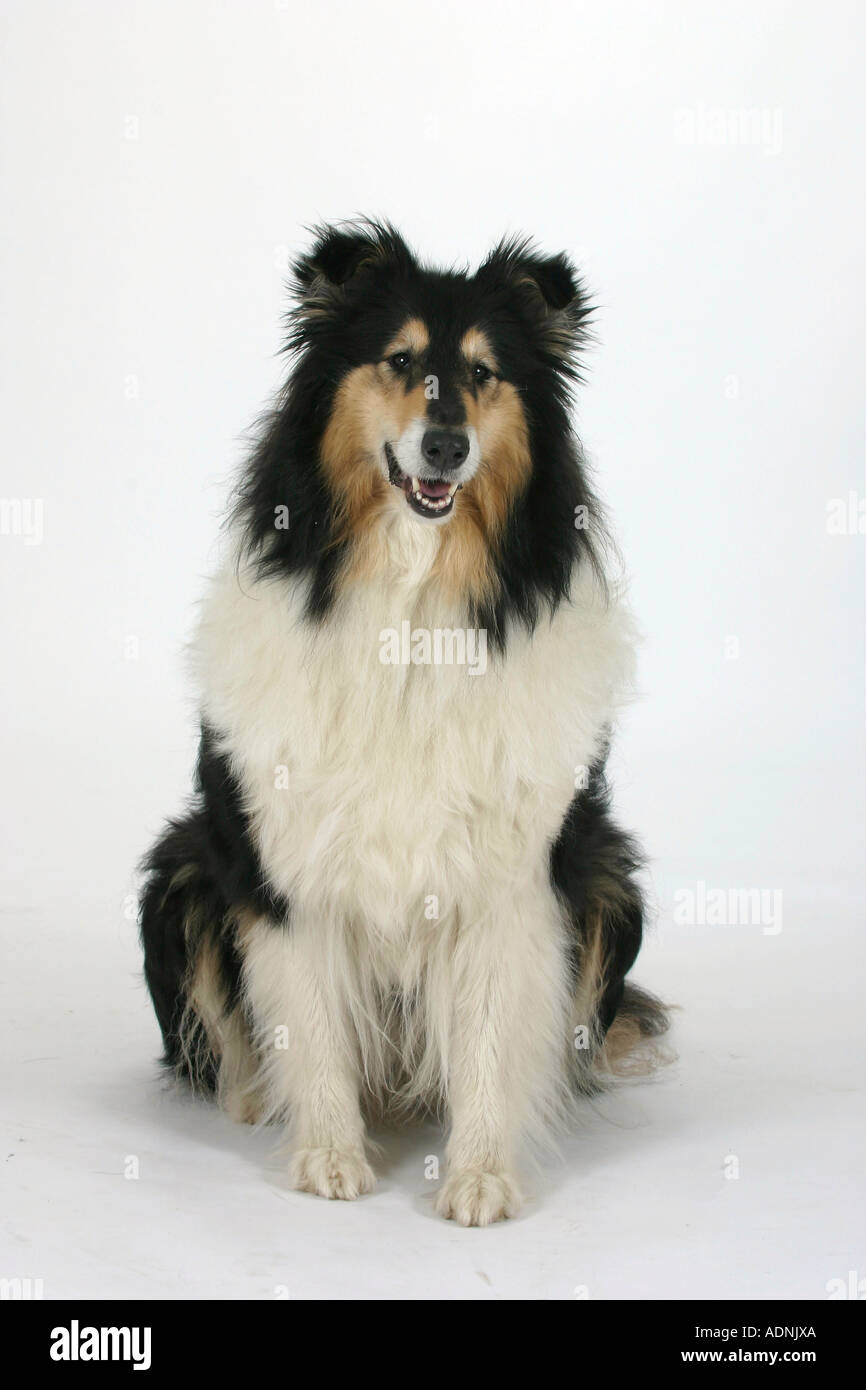 Roughcollie hi-res stock photography and images - Alamy