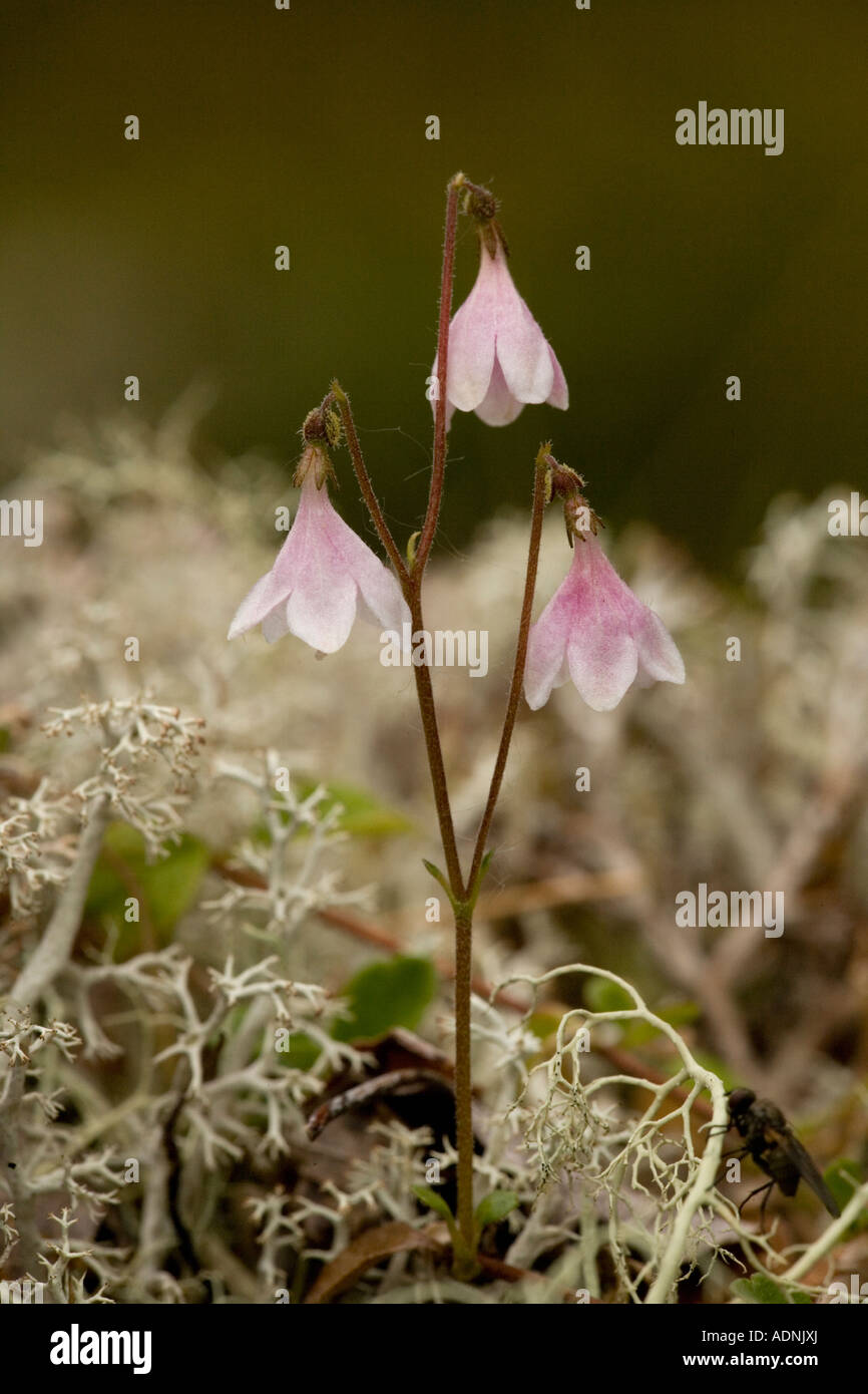 Twin flower Linnaea borealis Very rare in UK Said to be Linnaeus ...