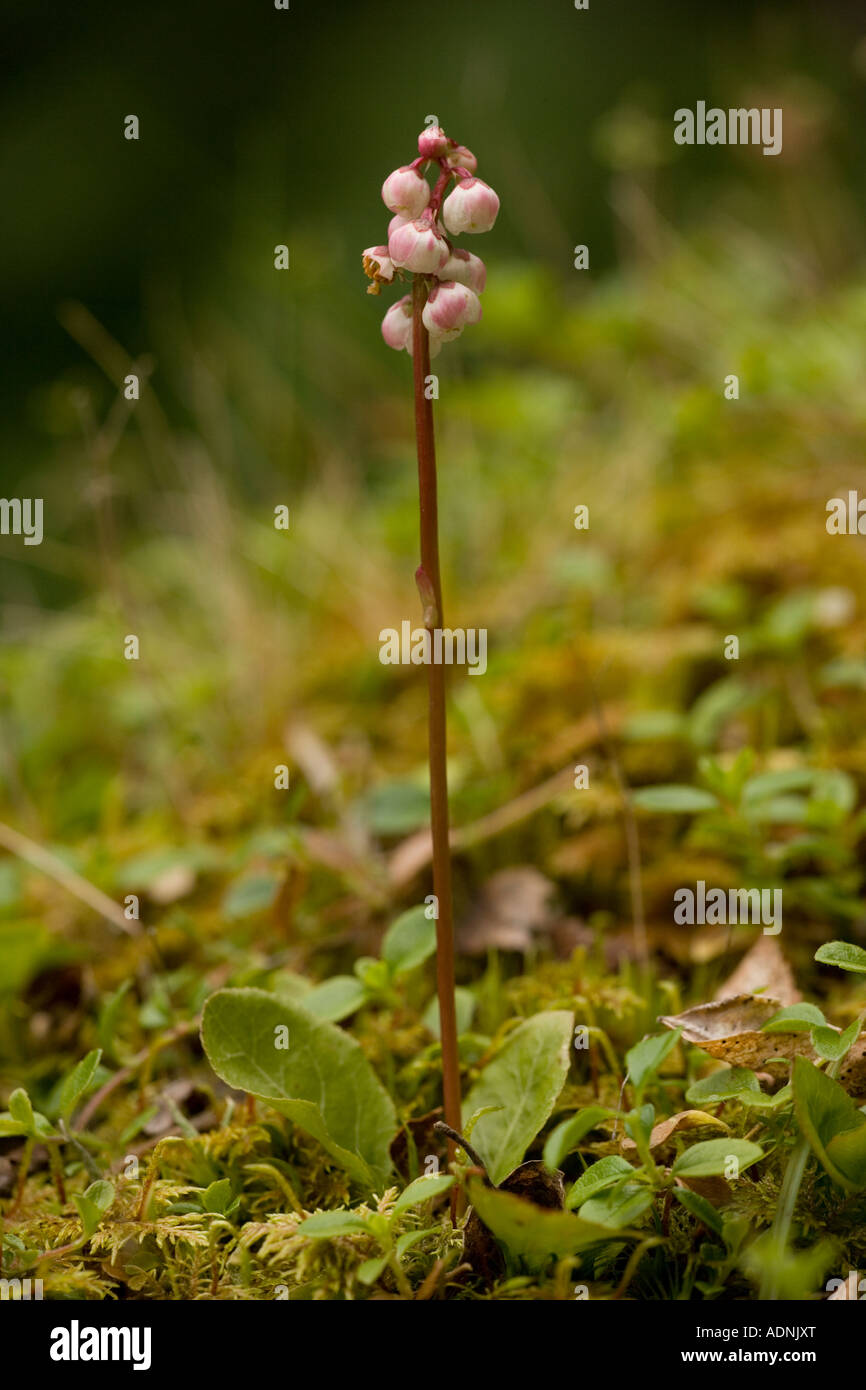 Common wintergreen, Pyrola minor, in flower Uncommon in UK mainly ...