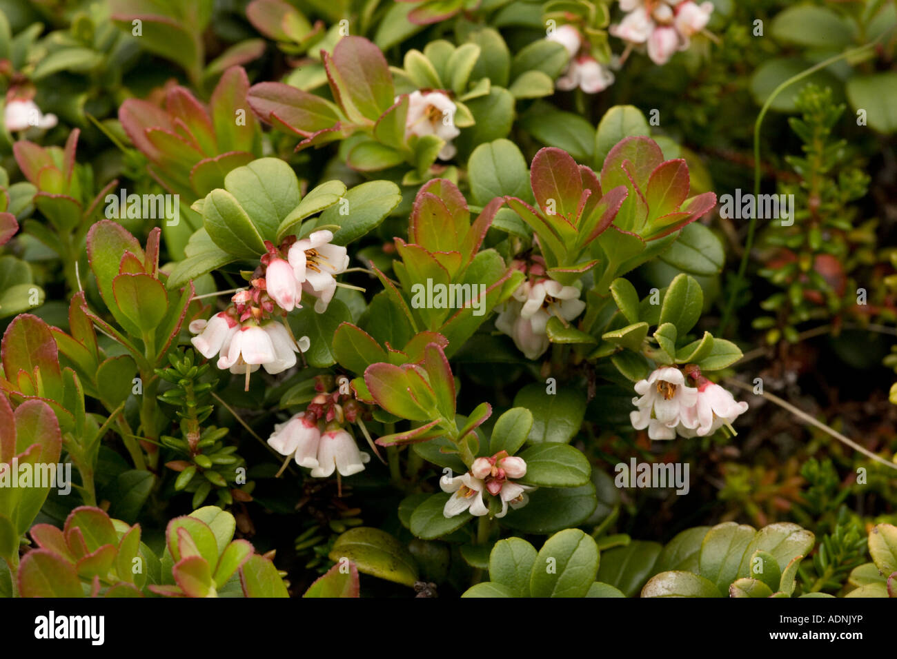 Cowberry Vaccinium vitis idaea in flower Scotland Stock Photo - Alamy