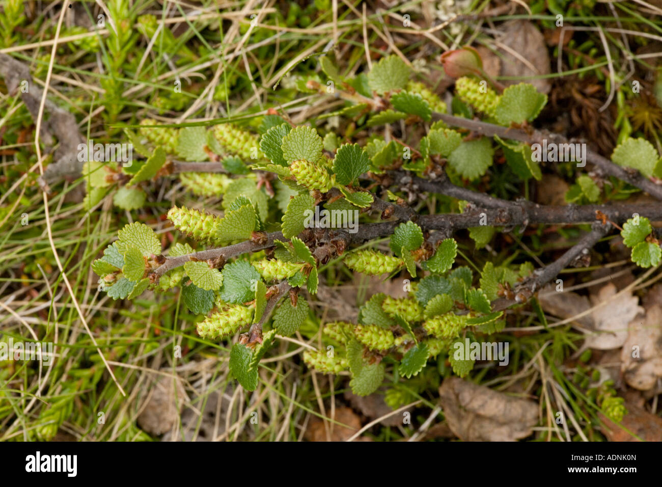 Betula nana dwarf birch uk hi-res stock photography and images - Alamy
