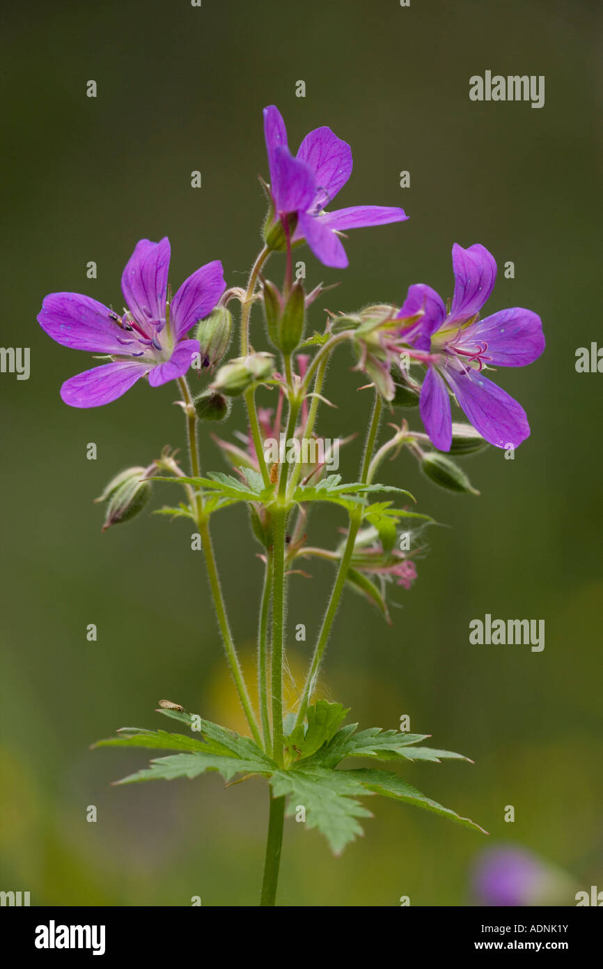 Wood cranesbill, Geranium sylvaticum Scotland Stock Photo - Alamy