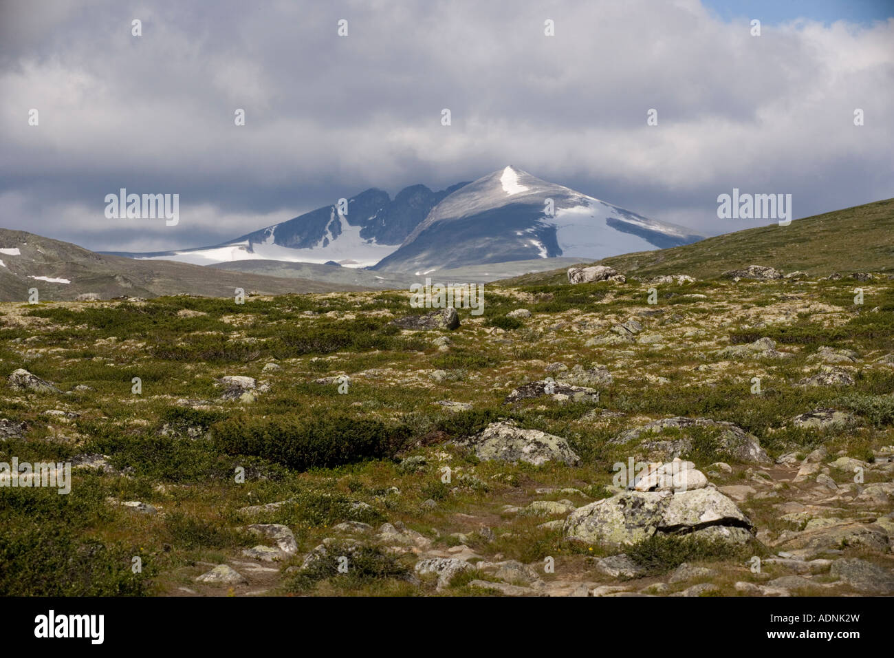 High tundra and mountains in the Dovrefjell National Park Norway Stock ...