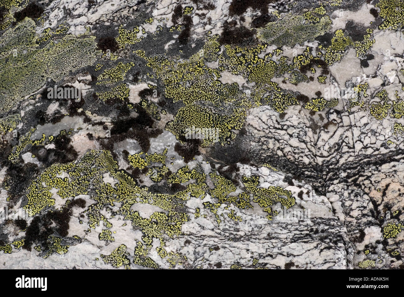 Lichens on acid rock in arctic tundra mainly Rhizocarpon geographicum ...