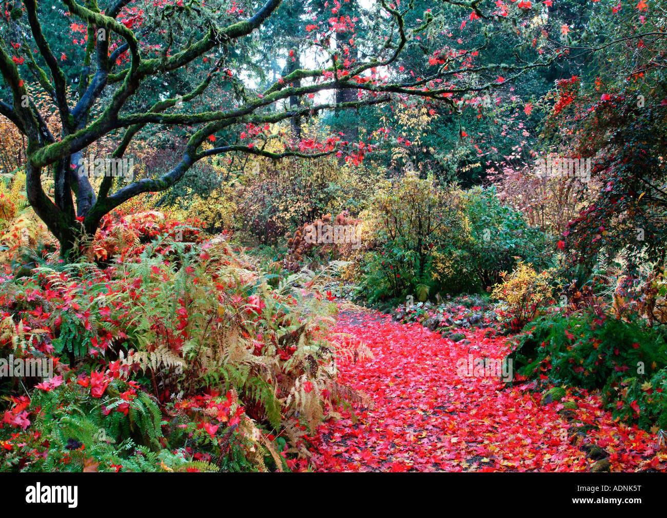 Autumn pathway in Portland, Oregon, USA Stock Photo - Alamy