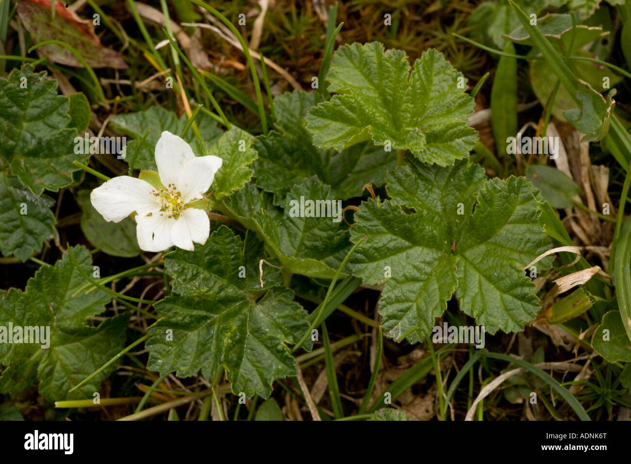 Cloudberry Rubus chamaemorus in flower Has edible fruits later Scotland ...