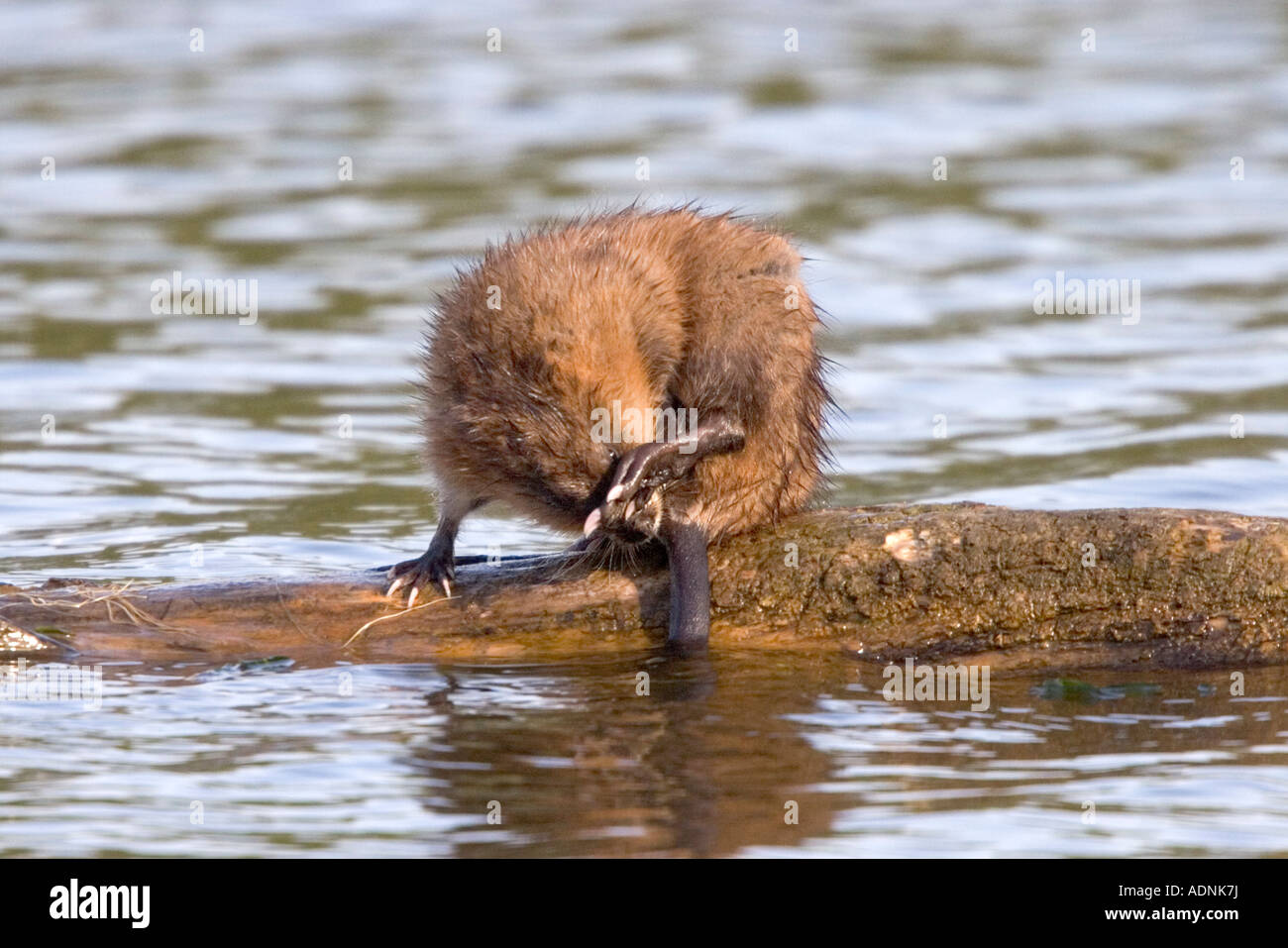Musk gland hi-res stock photography and images - Alamy