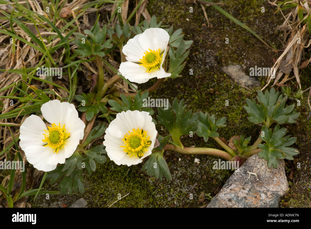 Glacier crowfoot Ranunculus glacialis in flower in the high mountains ...