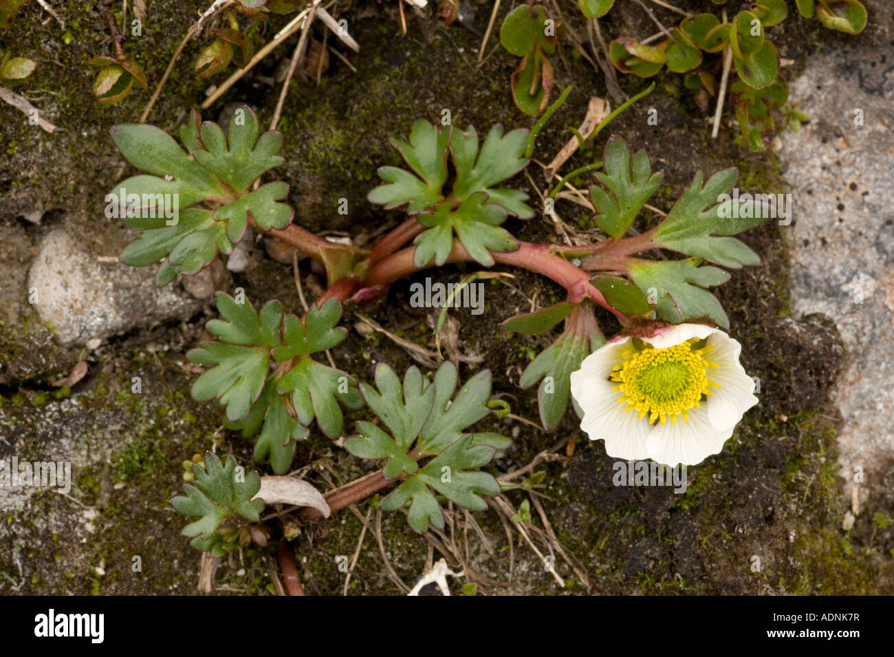Glacier crowfoot Ranunculus glacialis in flower in the high mountains ...