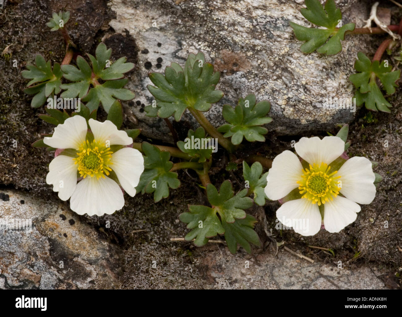 Ranunculus glacialis norway hi-res stock photography and images - Alamy