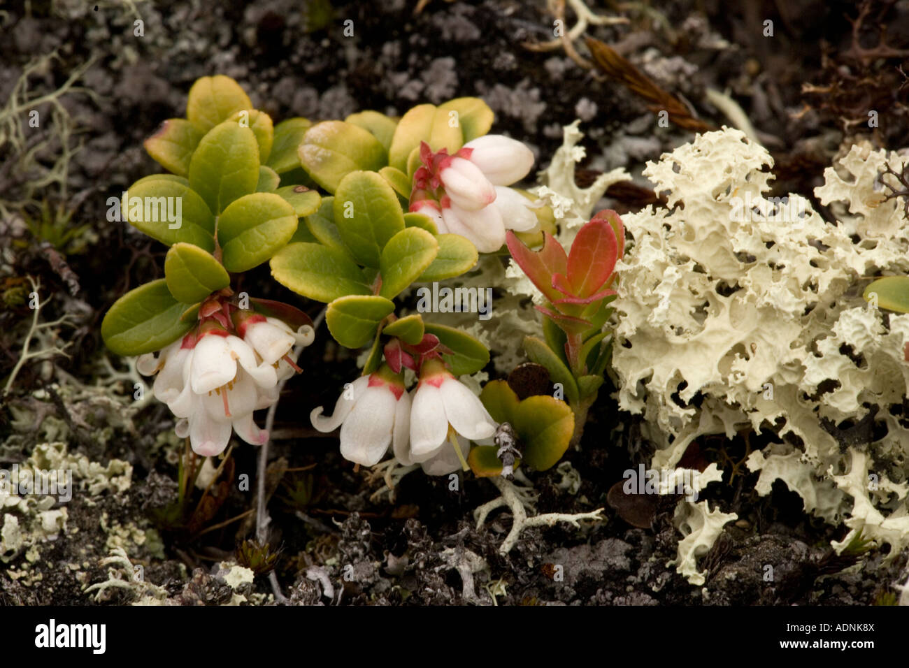 Flowers of cowberry hi-res stock photography and images - Alamy
