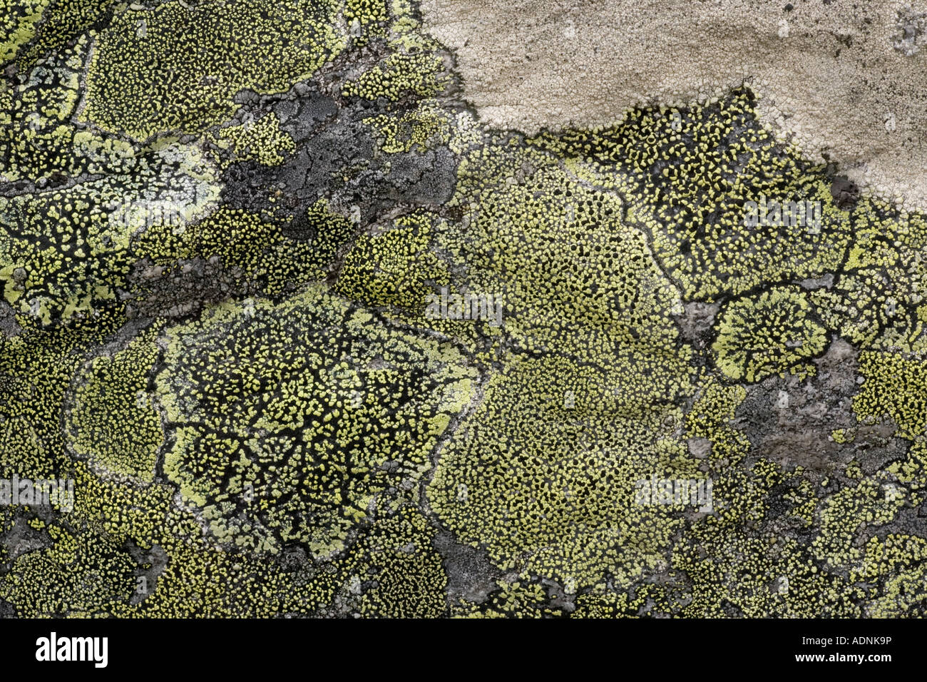 Map lichen (Rhizocarpon geographicum) on rock, Scotland, UK Stock Photo ...