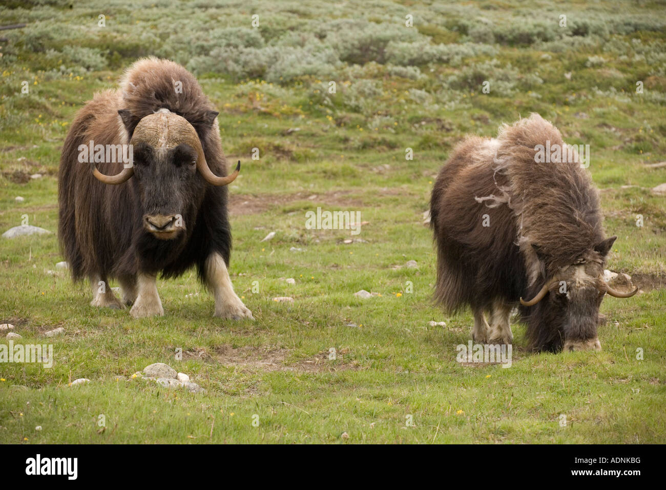Muskox (Ovibos moschatus) in field, Norway, Europe Stock Photo - Alamy