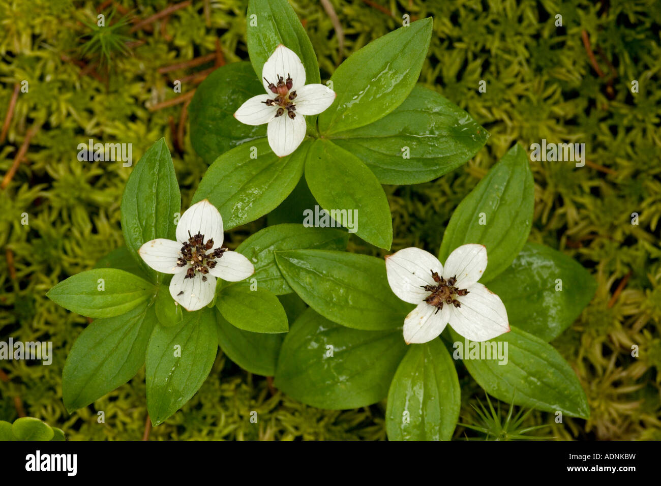 Dwarf cornel Cornus suecica Chamaepericlymenum suecicum in flower ...
