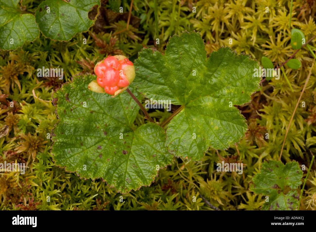 Cloudberry Rubus chamaemorus in fruit Scotland Stock Photo - Alamy